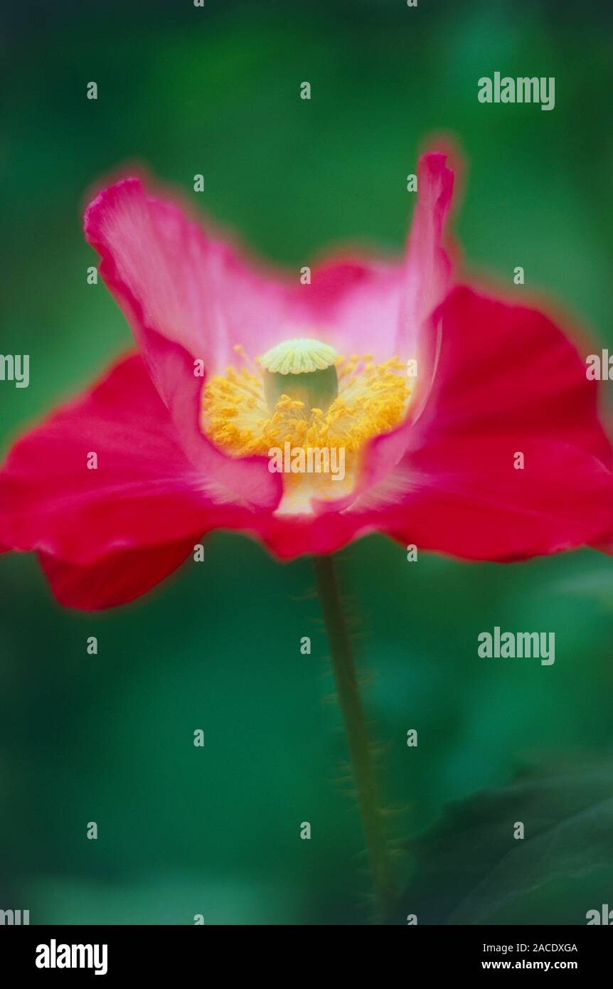 Unpollinated poppy (image 1 of 3). Flowering parts of the shirley poppy ...