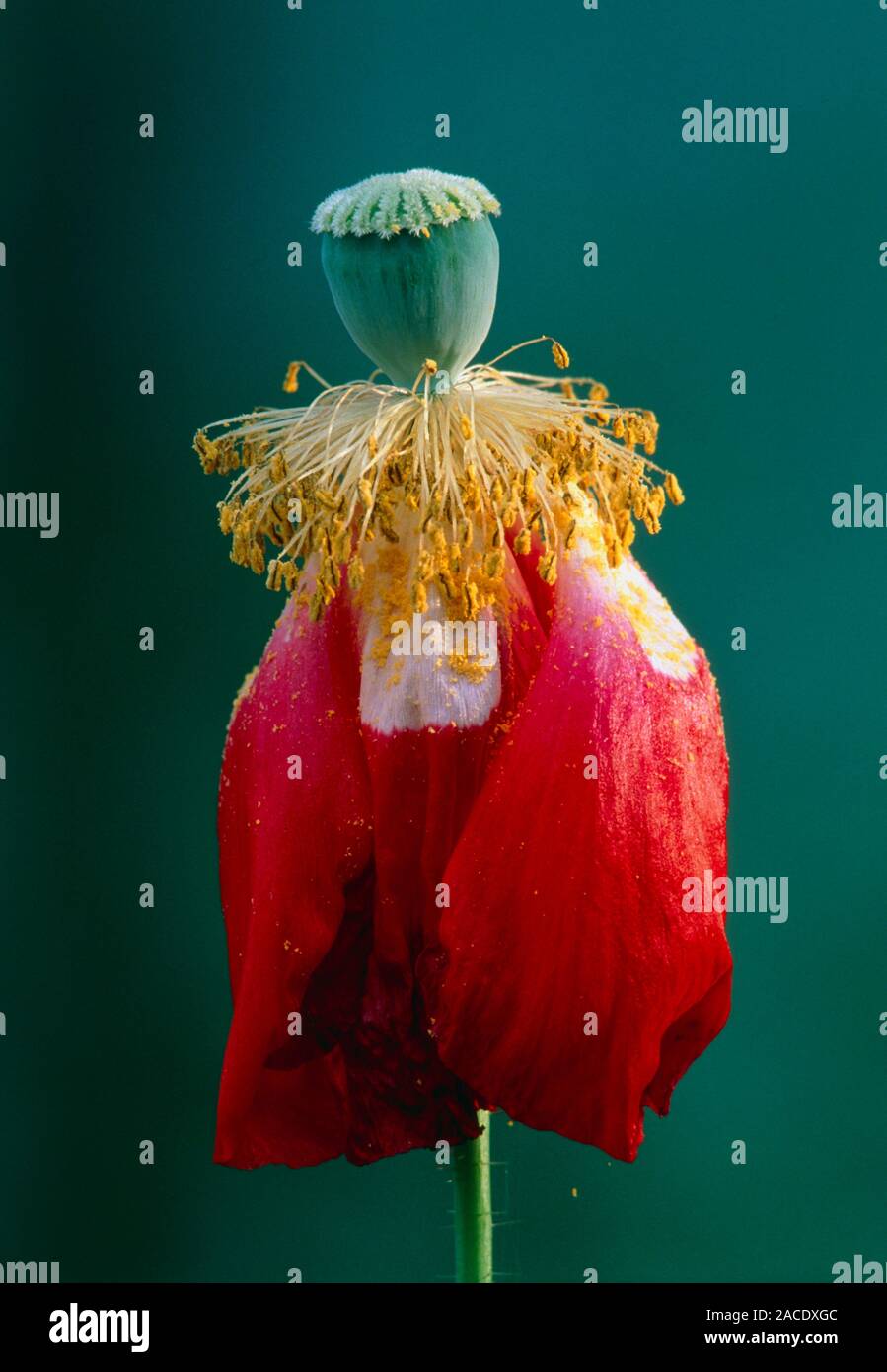 Pollinated poppy (image 3 of 3). Formation of a seed capsule (or seed ...