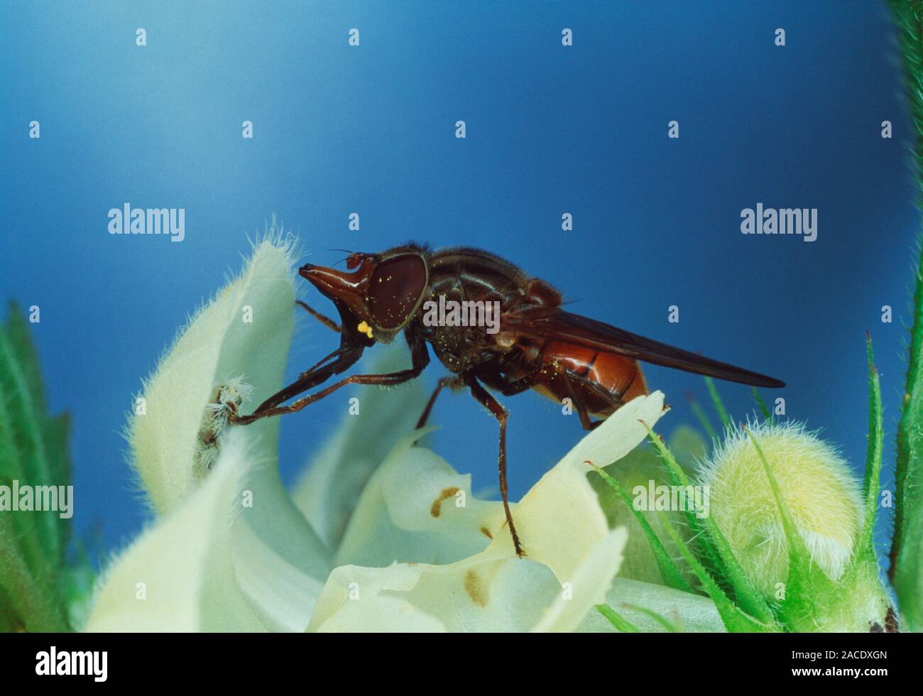 Insect pollination. Macrophotograph of a hoverfly (family Syrphidae ...