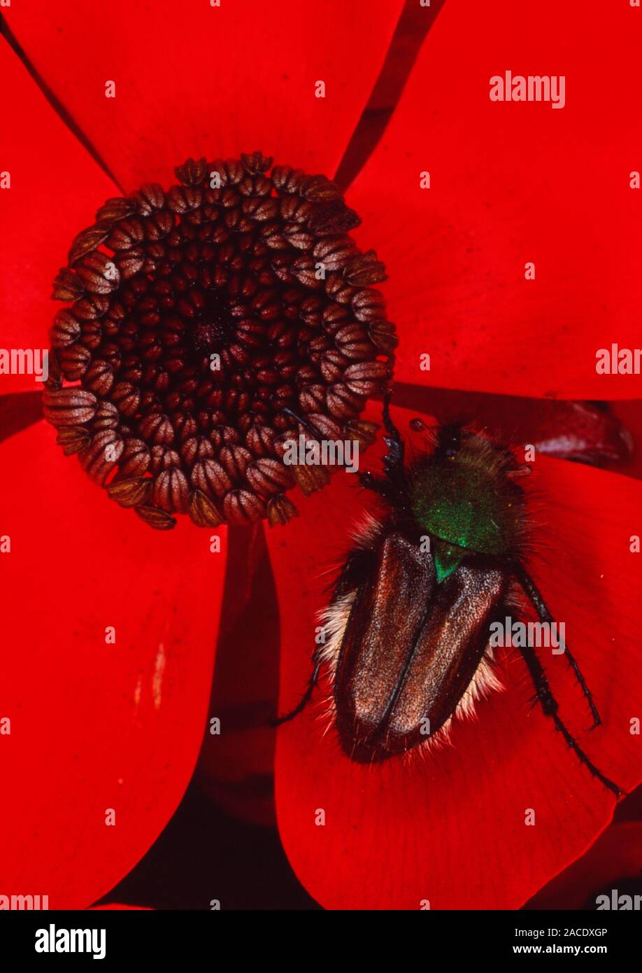 Insect pollination. Macrophotograph of a beetle (Amphicoma sp.) on a ...