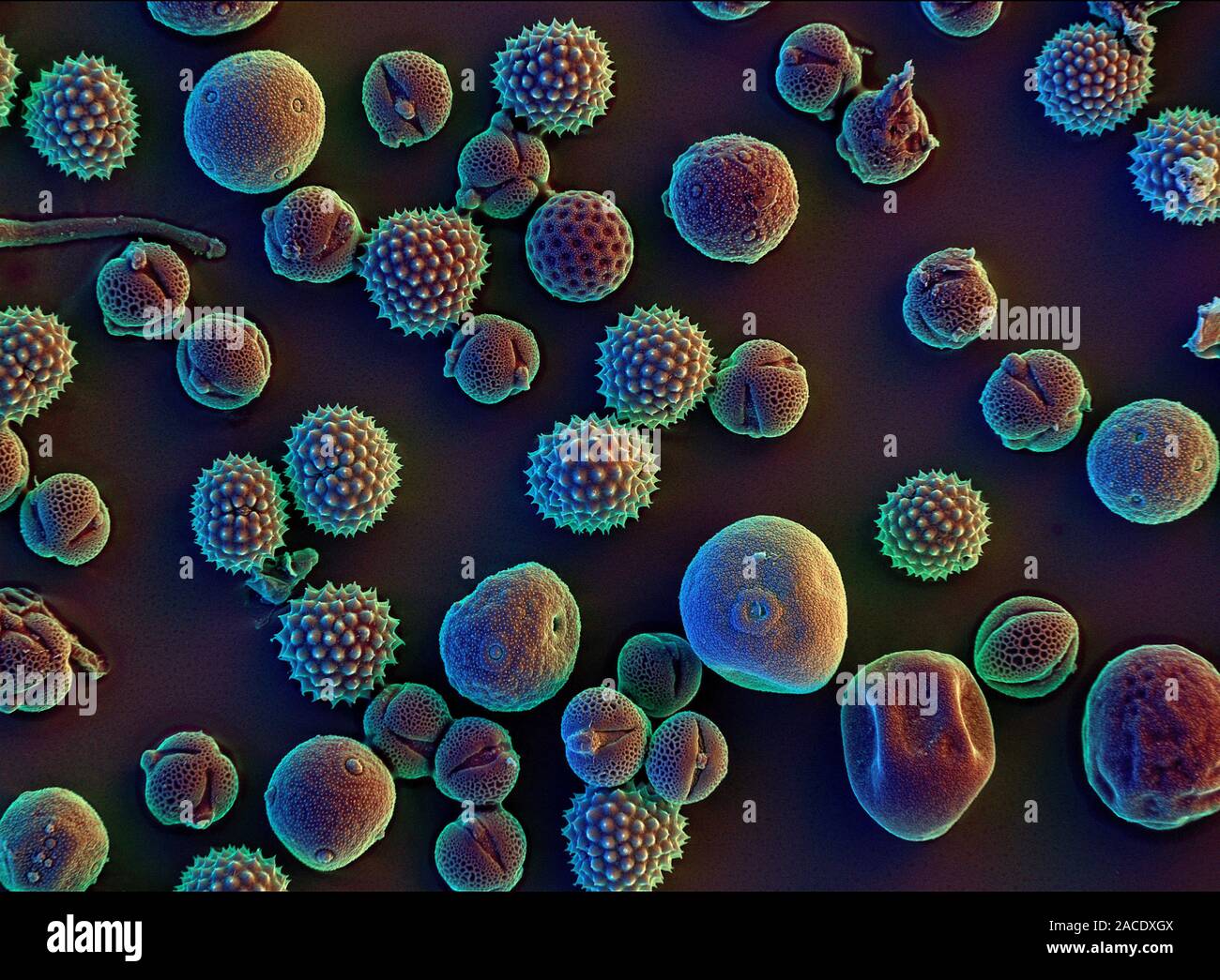 Pollen grains. Coloured scanning electron micrograph (SEM) of an ...