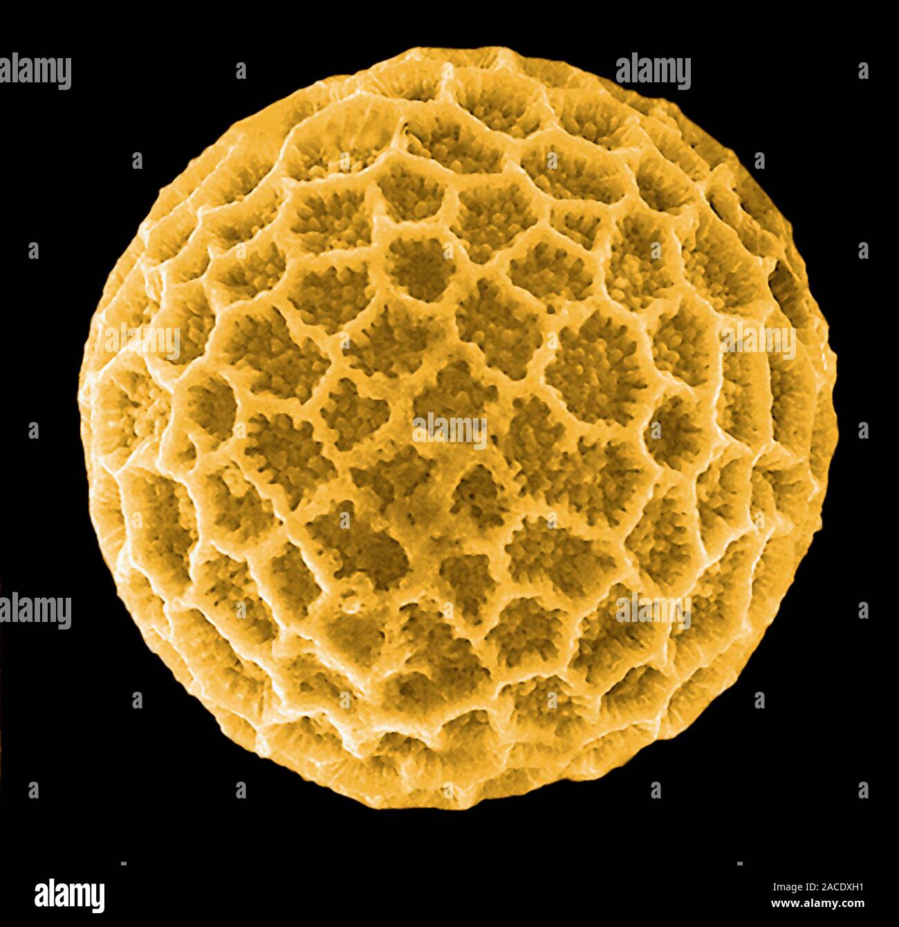 Pollen grain. Coloured environmental scanning electron micrograph (ESEM ...