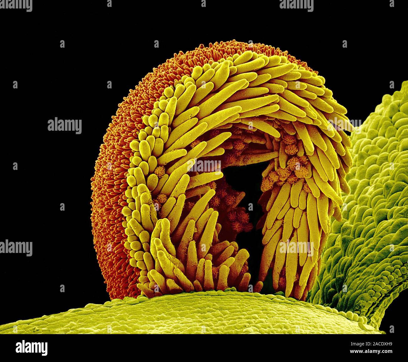 Sunflower pollination. Coloured scanning electron micrograph (SEM) of ...
