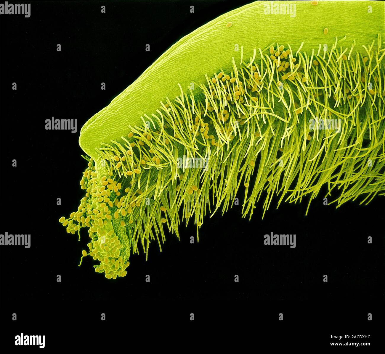 Pea flower pollination. Coloured scanning electron micrograph (SEM) of ...