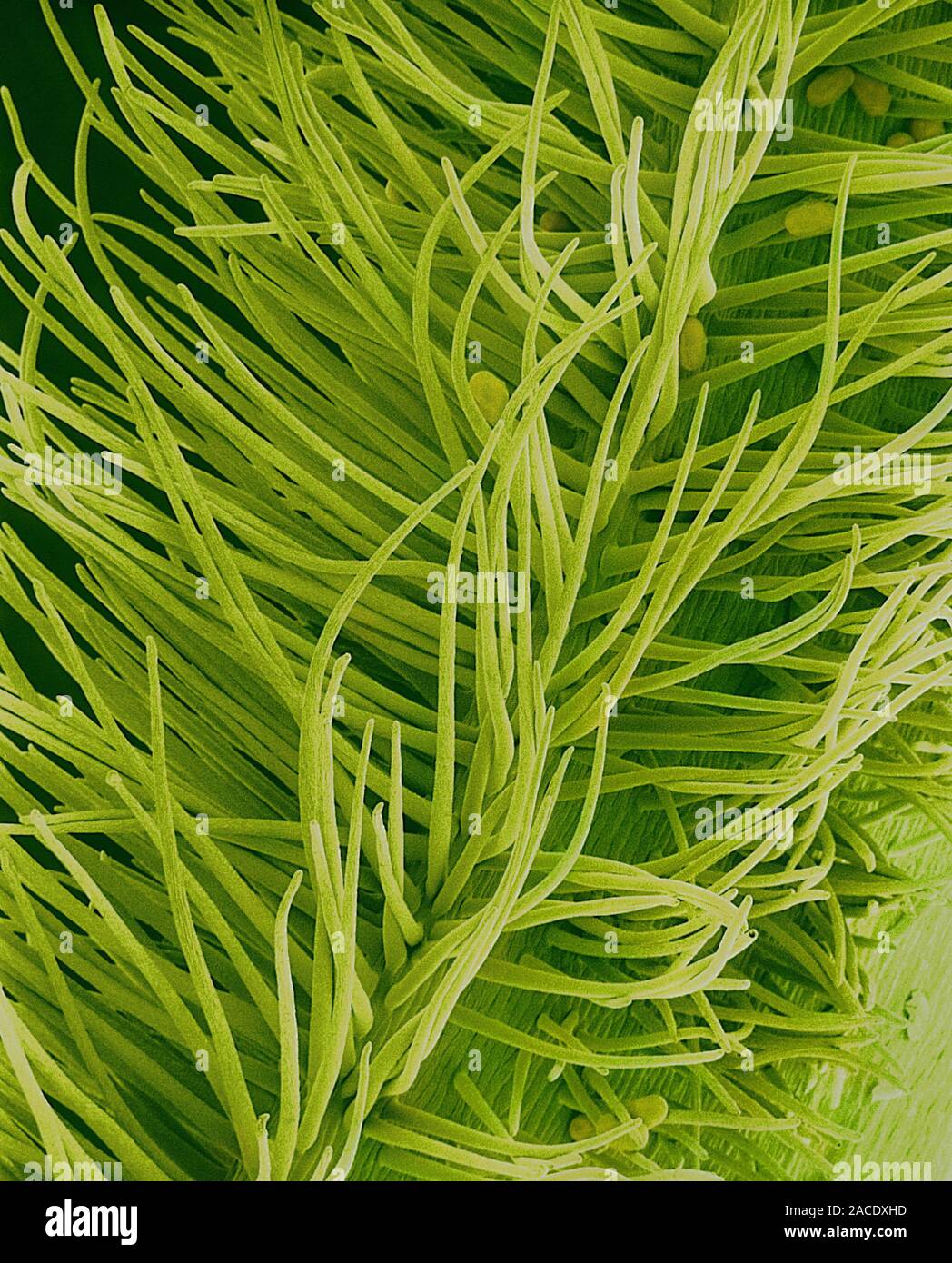 Pea flower pollination. Coloured scanning electron micrograph (SEM) of ...