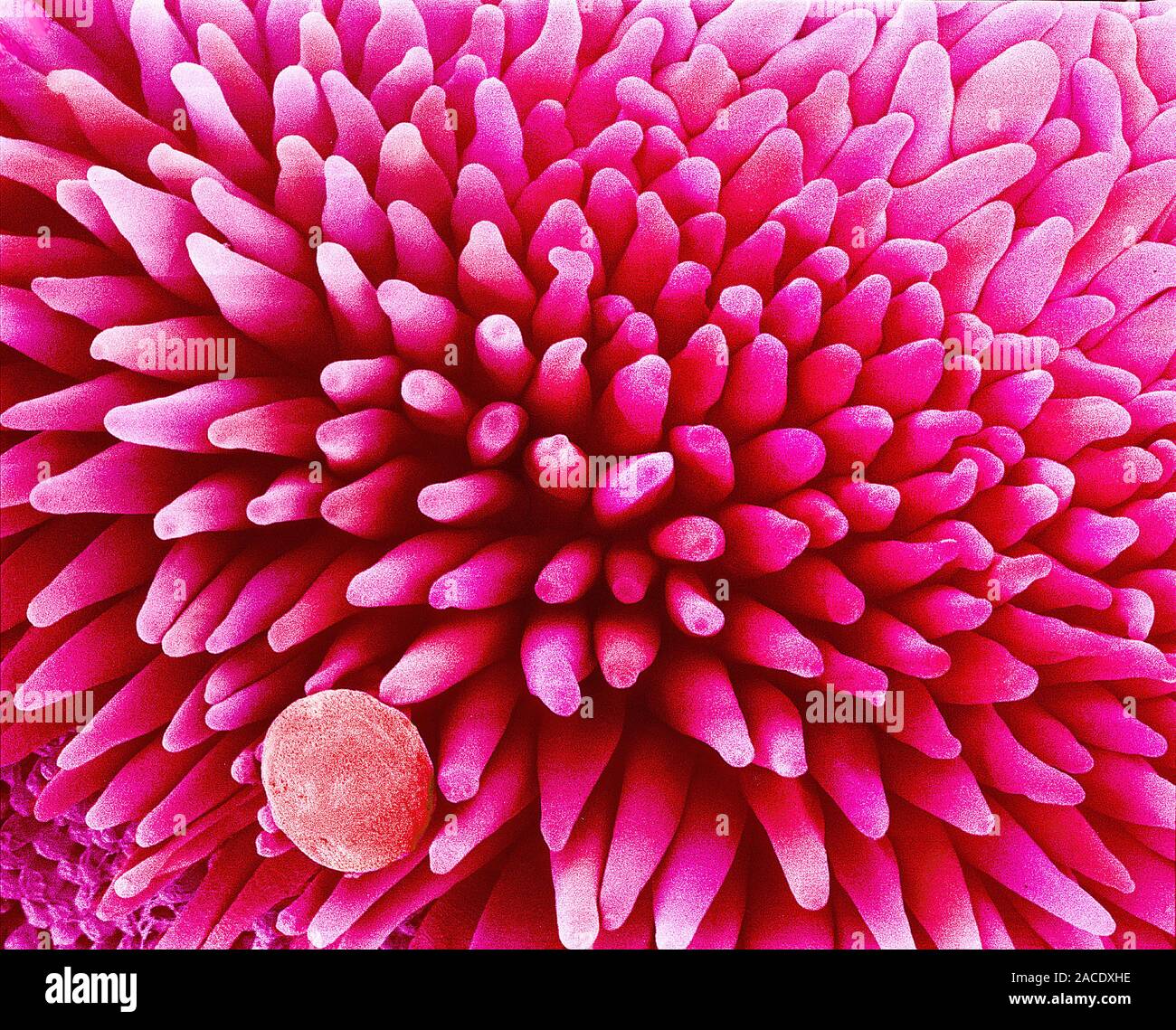Periwinkle flower pollination. Coloured scanning electron micrograph ...