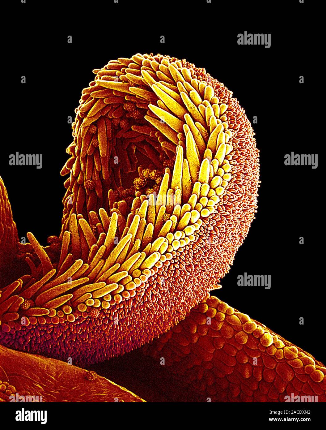 Sunflower pollination. Coloured scanning electron micrograph (SEM) of ...