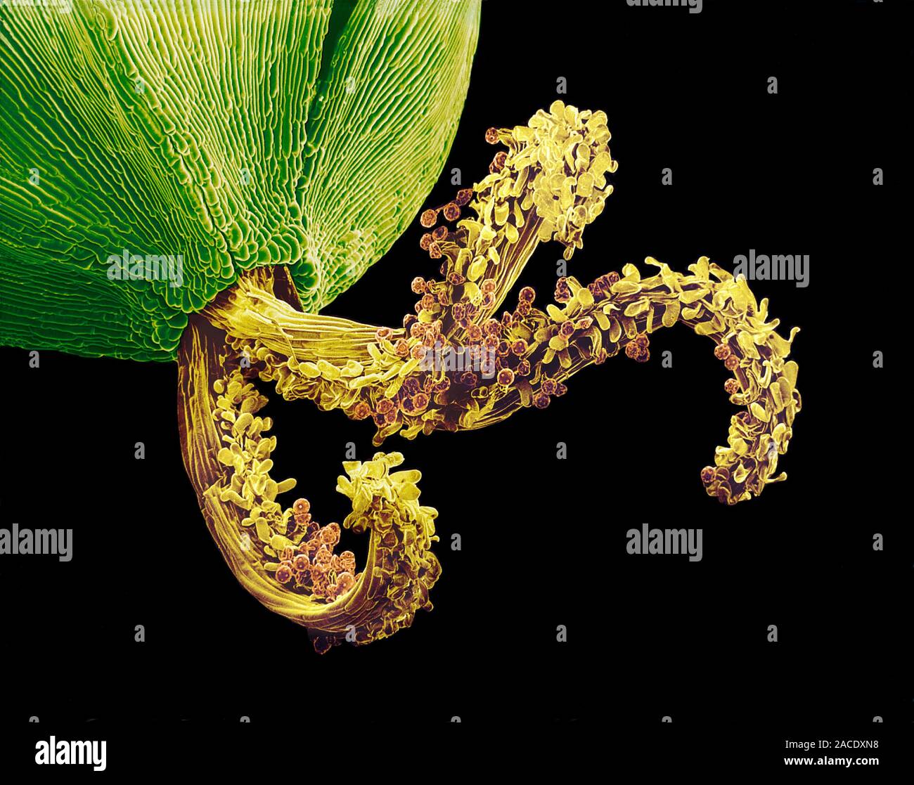 Pollinated flower pistil. Coloured scanning electron micrograph (SEM ...