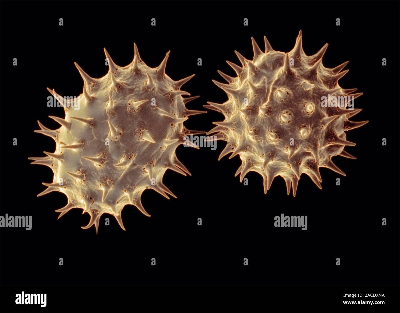 Sunflower pollen. Coloured scanning electron micrograph (SEM) of pollen ...