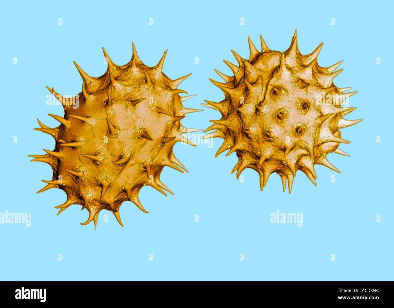 Sunflower pollen. Coloured scanning electron micrograph (SEM) of pollen ...