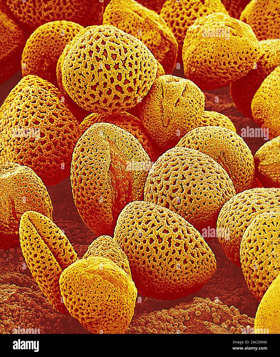 Lily pollen grains. Coloured scanning electron micrograph (SEM) of ...