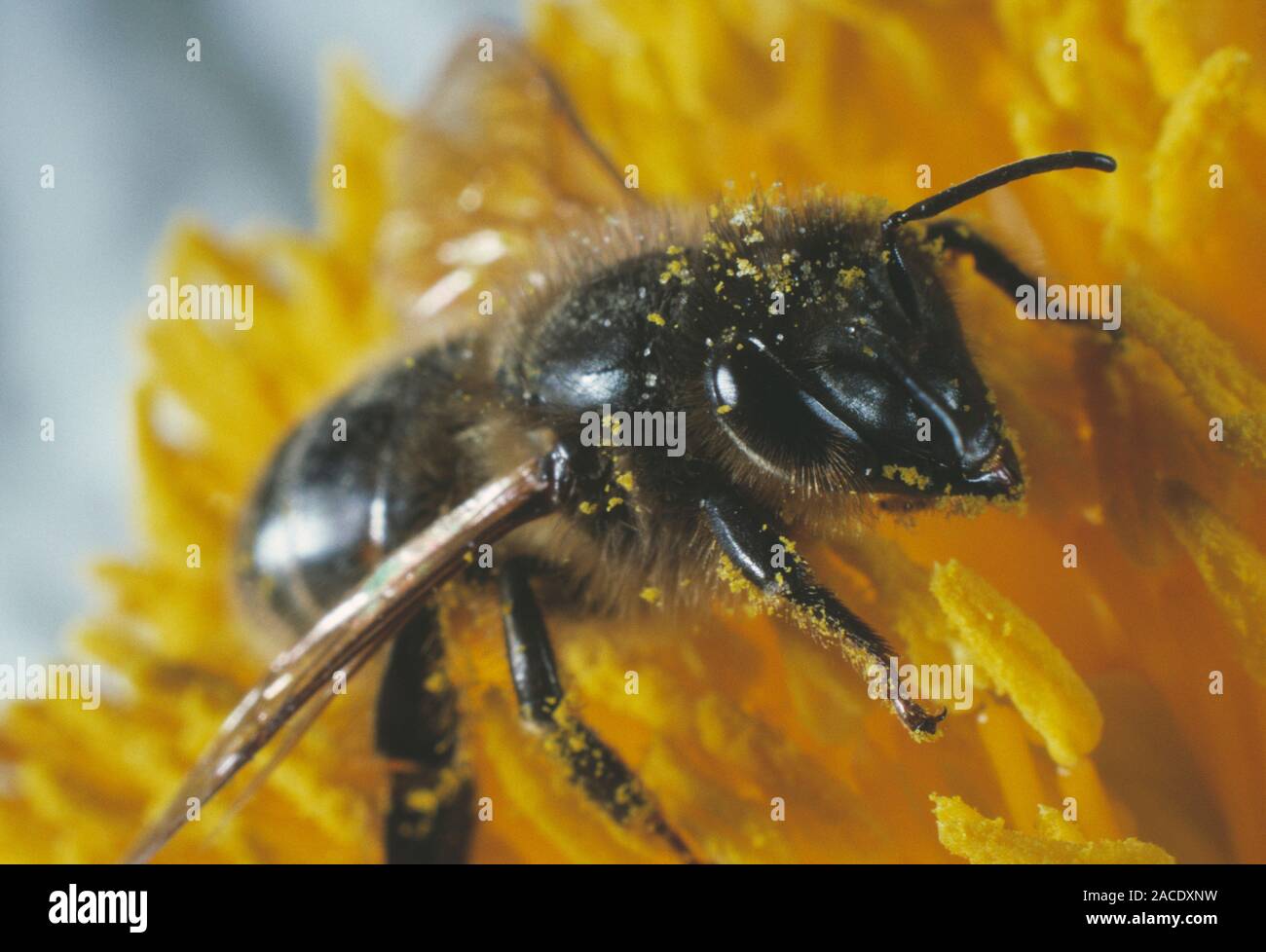 Bee pollination. Macrophotograph of a honey bee (Apis mellifera ...