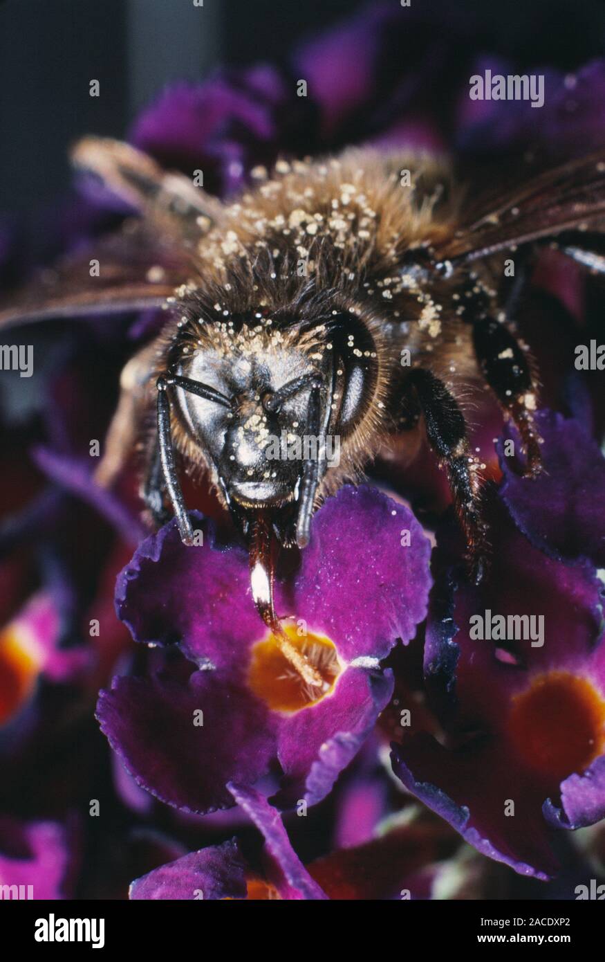 Bee pollination. Macrophotograph of a honey bee (Apis mellifera ...