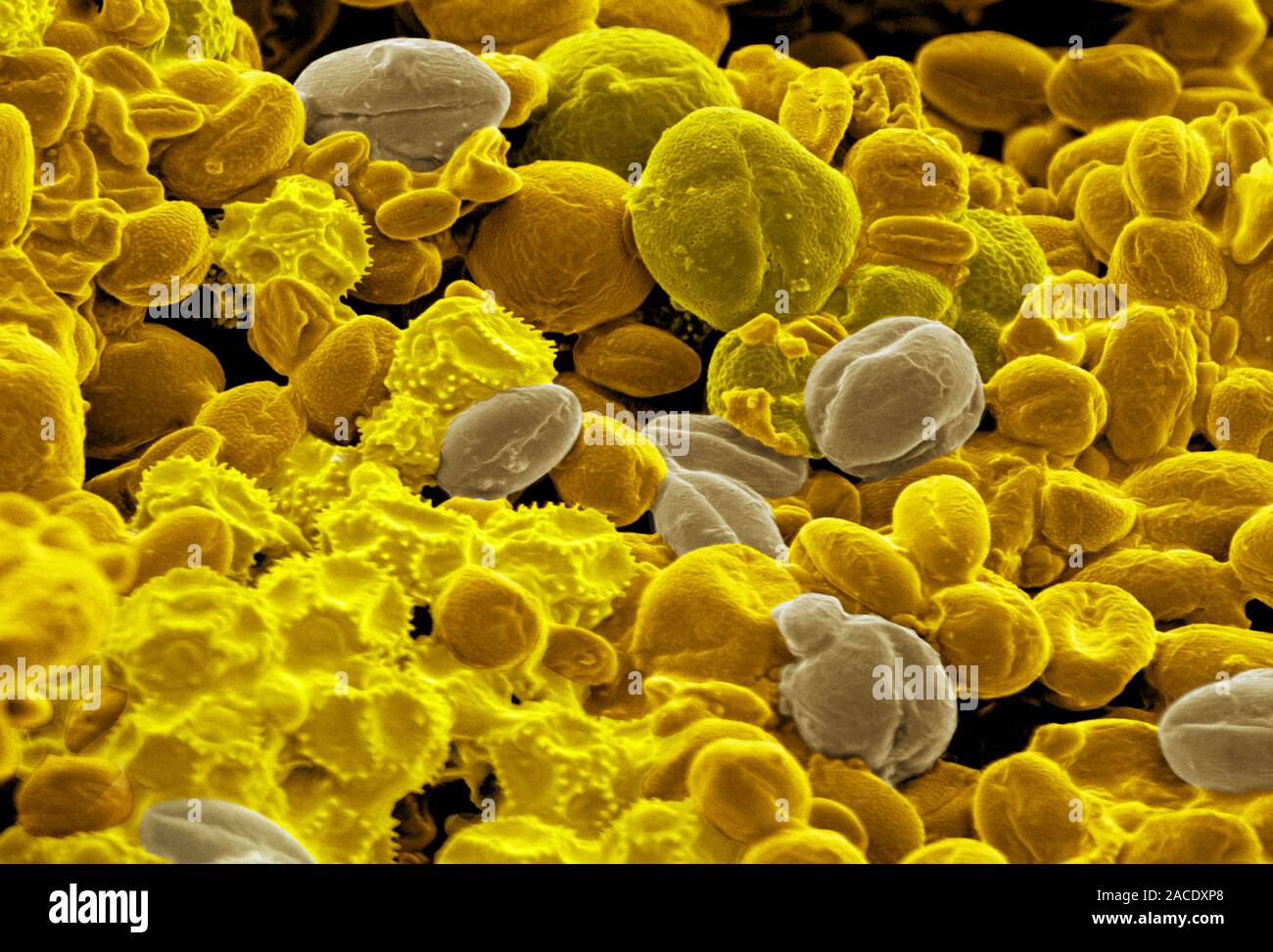 Pollen Grains Coloured Scanning Electron Micrograph Sem Of Various