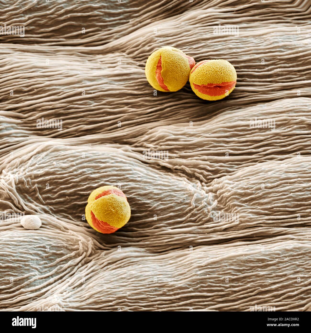 Jasmine pollen grains. Coloured scanning electron micrograph (SEM) of ...