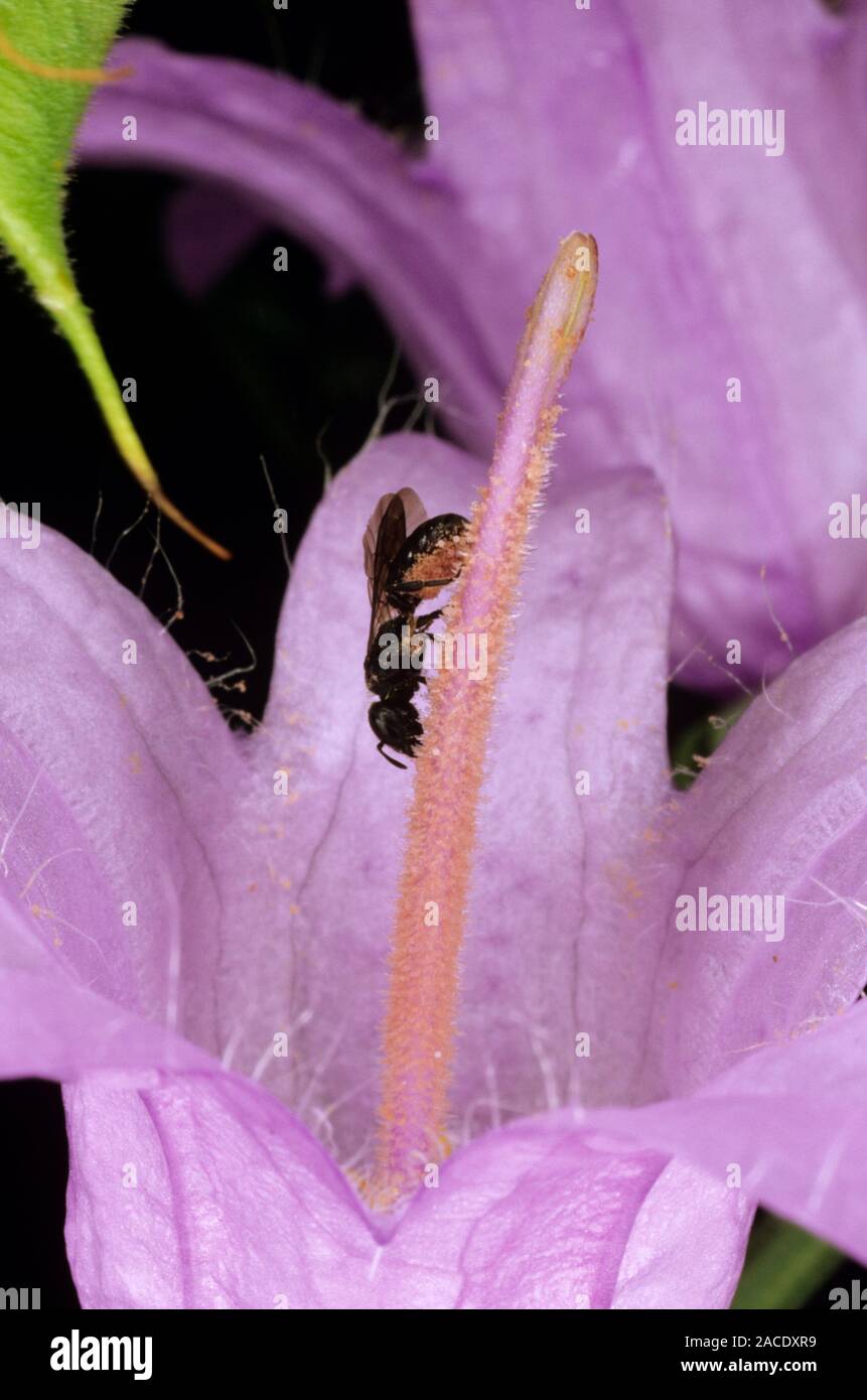 Bee pollination. A bee (family Apoidea) on the style (female ...