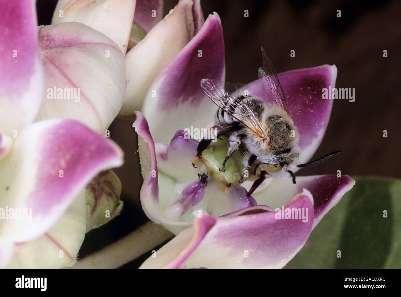 Blue banded bee (Amegilla sp.) pollinating a desert asclepiad flower ...