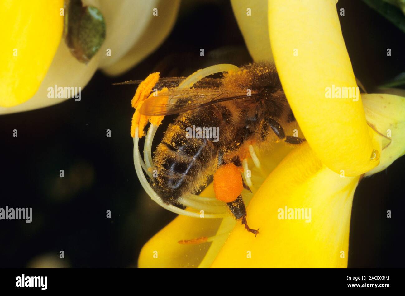 Whiplash pollination by the honey bee (Apis mellifera) of a Scotch ...