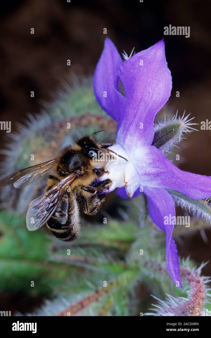 Buzz pollination of borage (Borago officinalis) by a honey bee (Apis ...