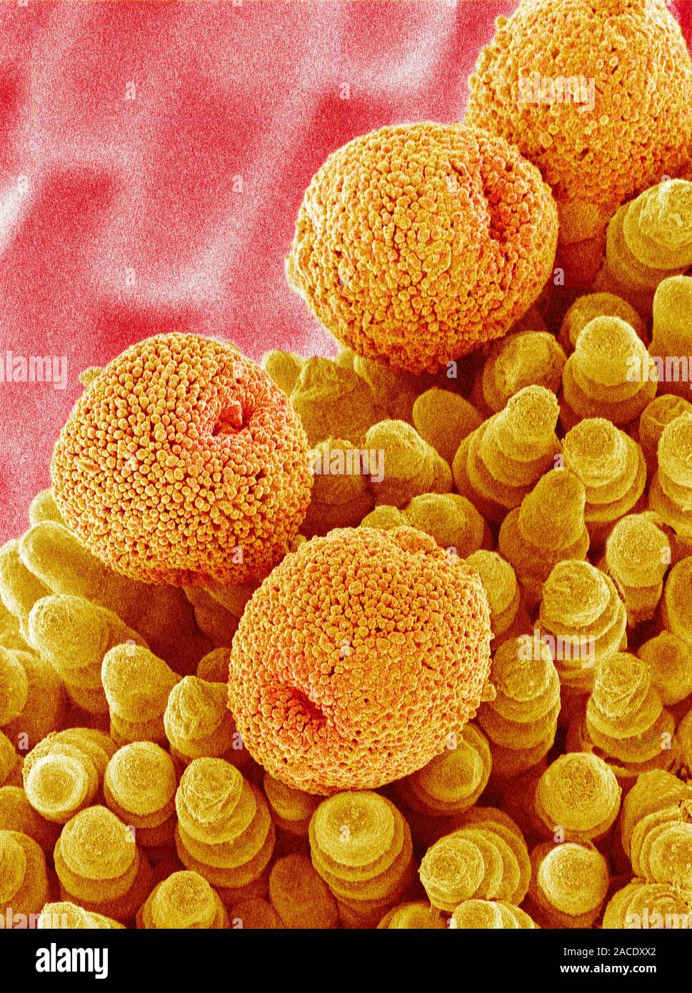 Pollination. Coloured scanning electron micrograph (SEM) of pollen ...