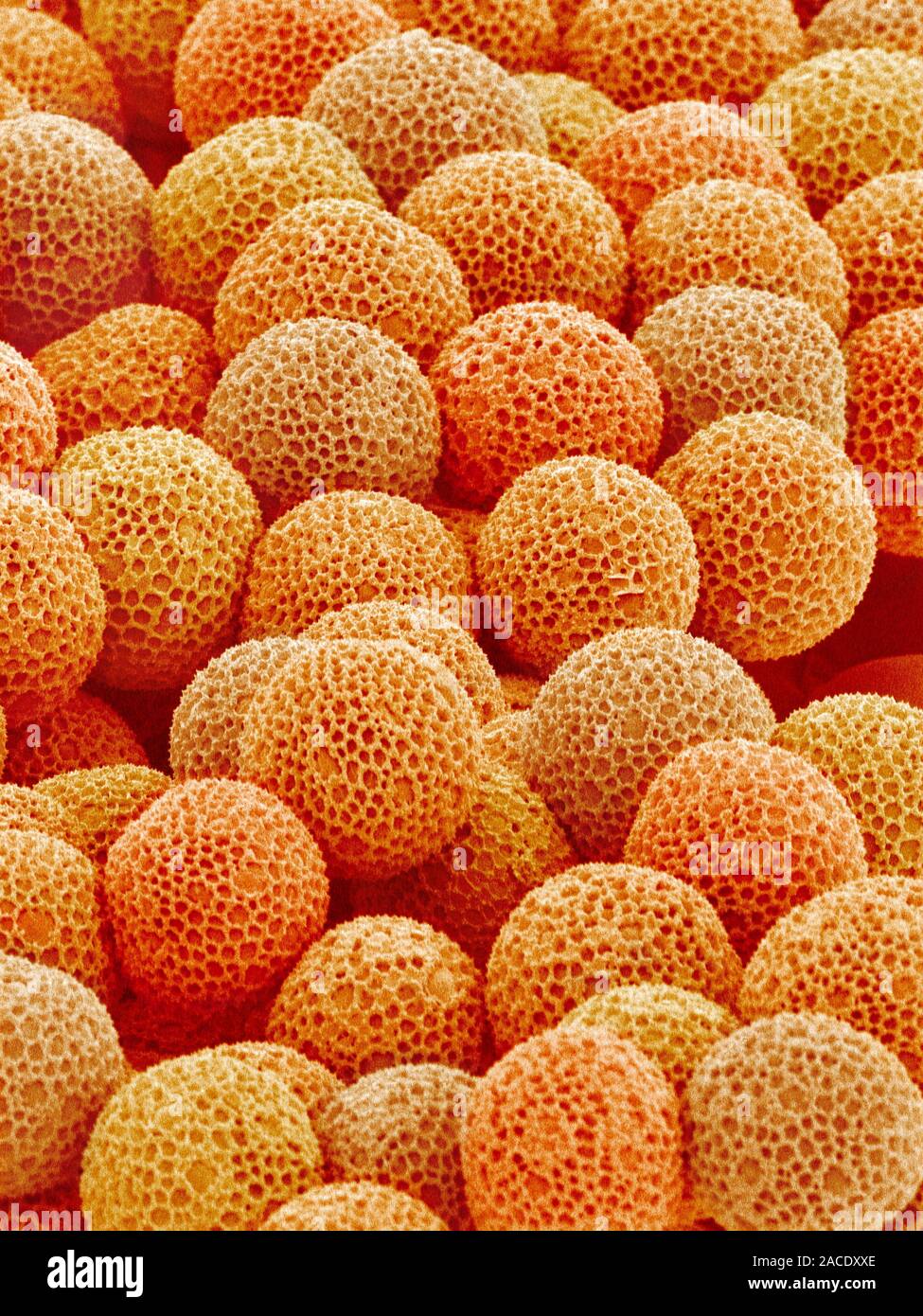 Paper bush pollen. Coloured scanning electron micrograph (SEM) of ...