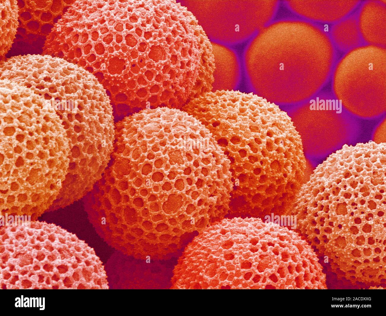 Paper bush pollen. Coloured scanning electron micrograph (SEM) of ...