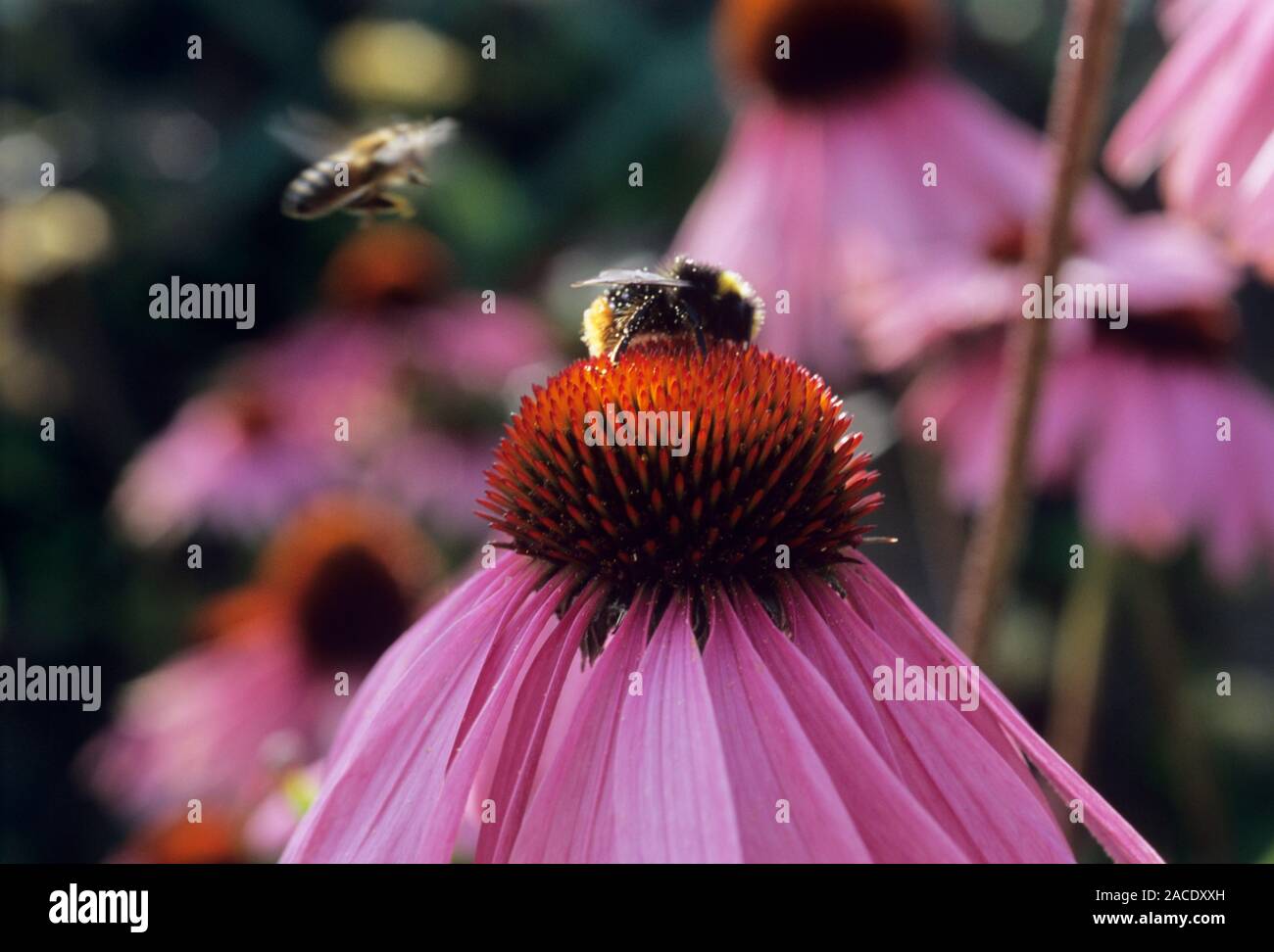 Pollination. Bumble bee (Bombus sp.) on a coneflower (Echinacea ...