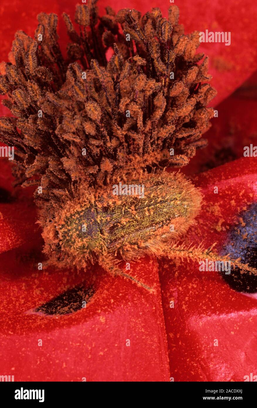 Beetle covered in pollen. Beetles are the most primitive flower ...