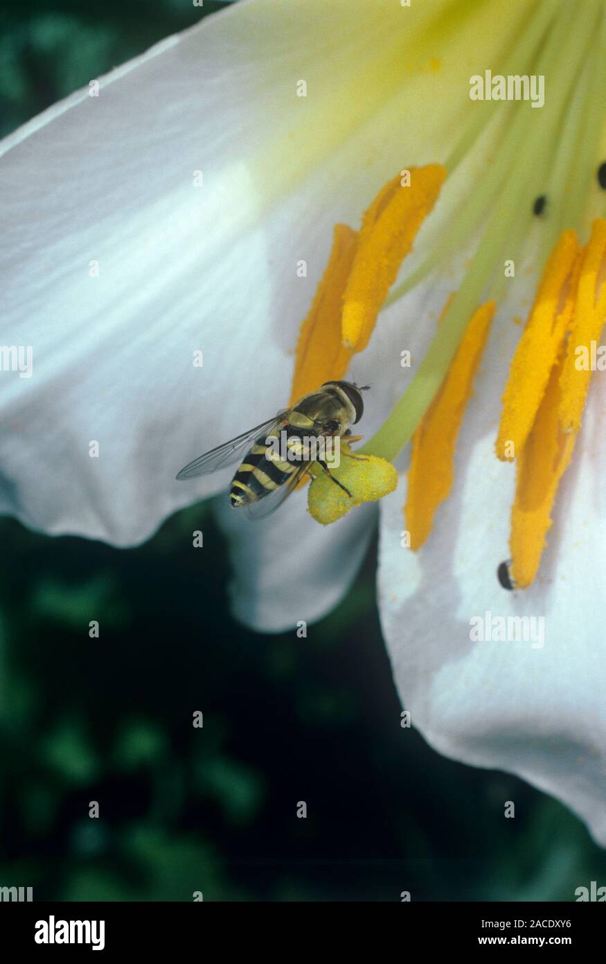 Pollination. Hoverfly (family Syrphidae) pollinating a lily (Lilium ...