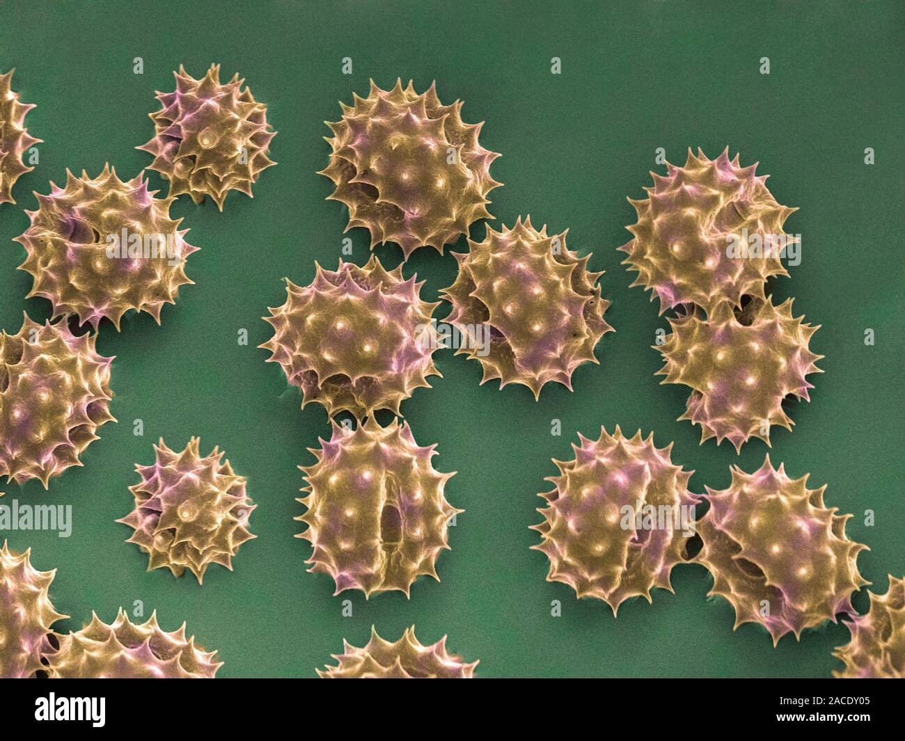Daisy pollen grains. Coloured scanning electron micrograph (SEM) of ...