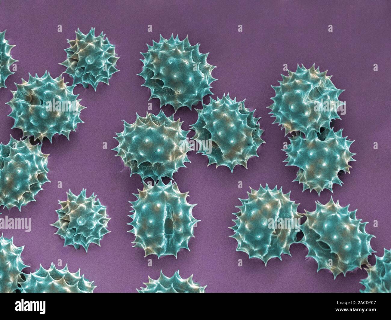 Daisy pollen grains. Coloured scanning electron micrograph (SEM) of ...