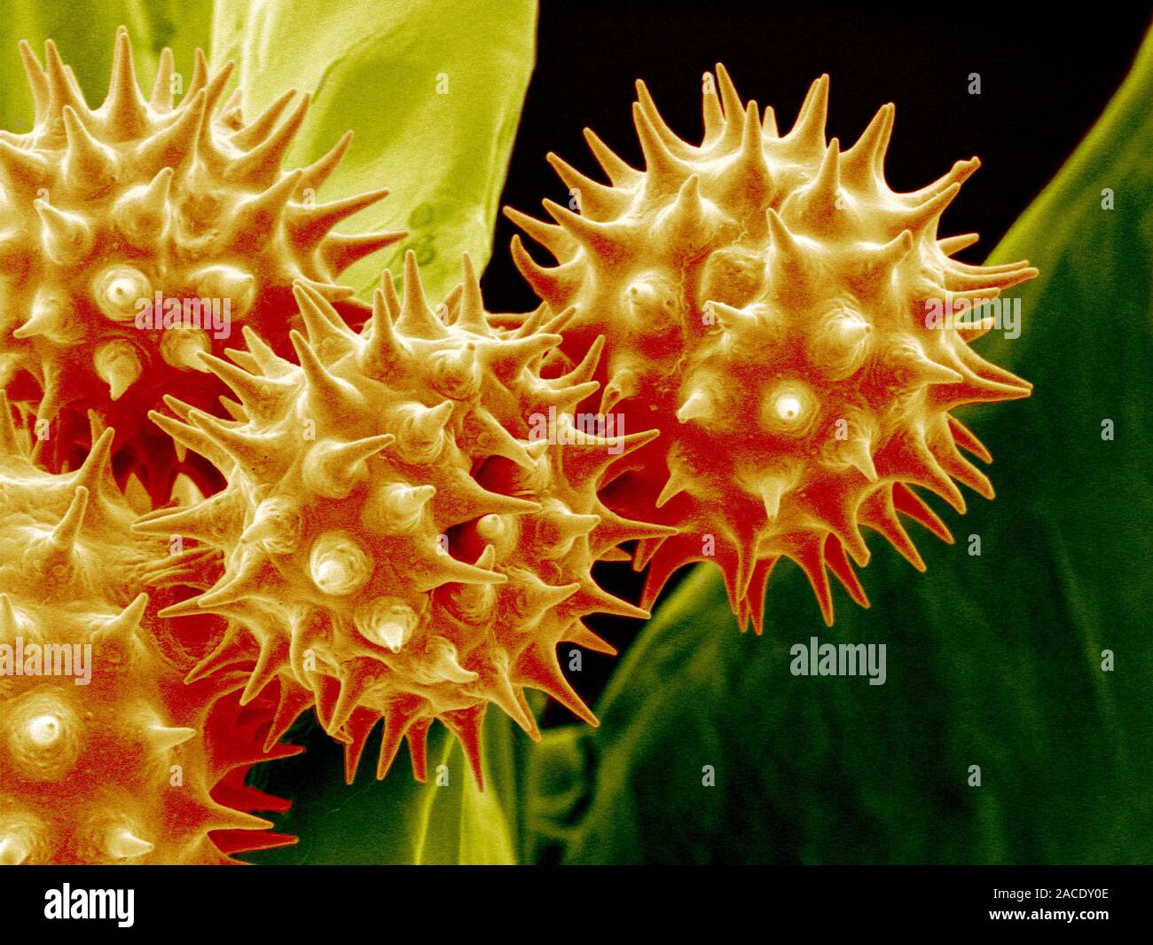 Sunflower pollen grains. Coloured scanning electron micrograph (SEM) of ...