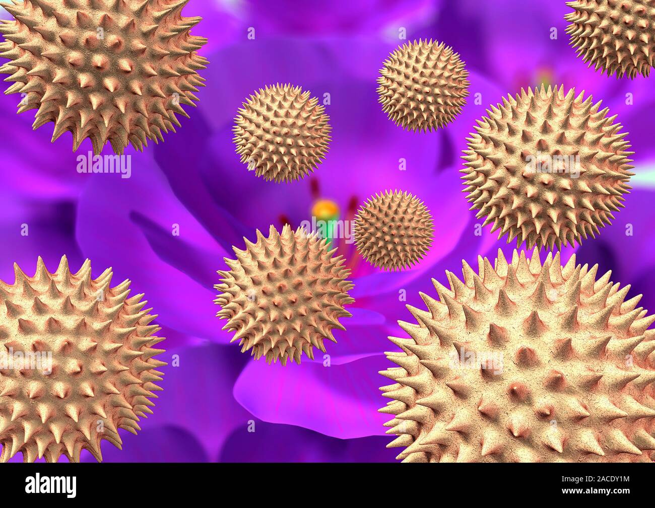 Flower Pollen Computer Artwork Of Pollen Grains From A Flower Seen In Background The Outer
