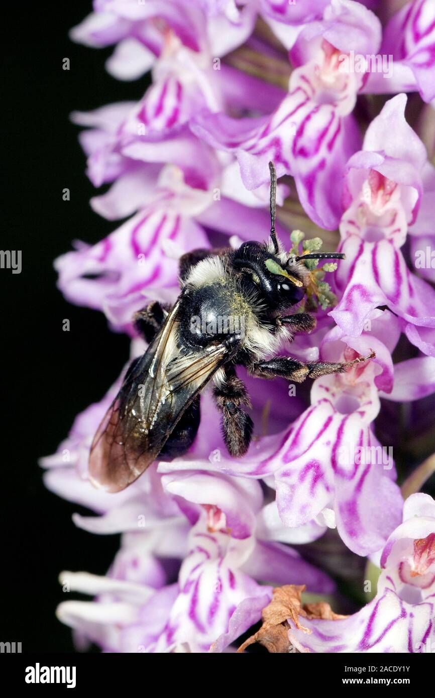 Bee pollinating a common spotted orchid (Dactylorhiza fuchsii). This ...