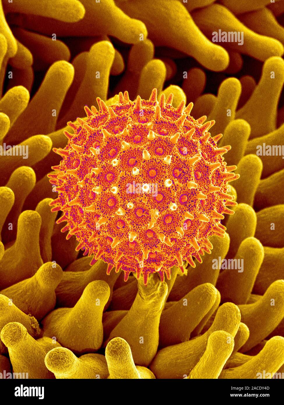 Morning glory pollen grain. Coloured scanning electron micrograph (SEM ...