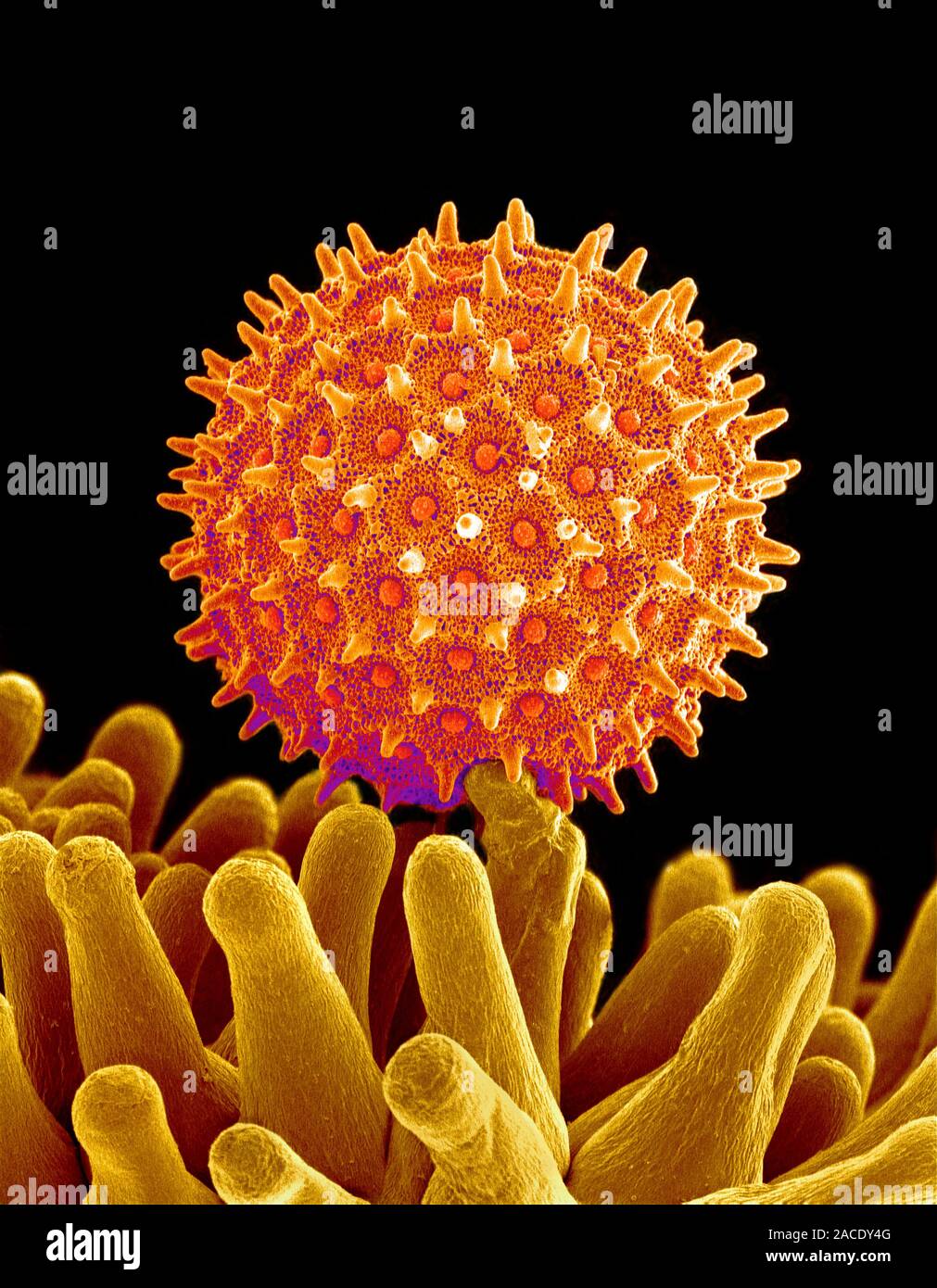 Morning glory pollen grain. Coloured scanning electron micrograph (SEM ...