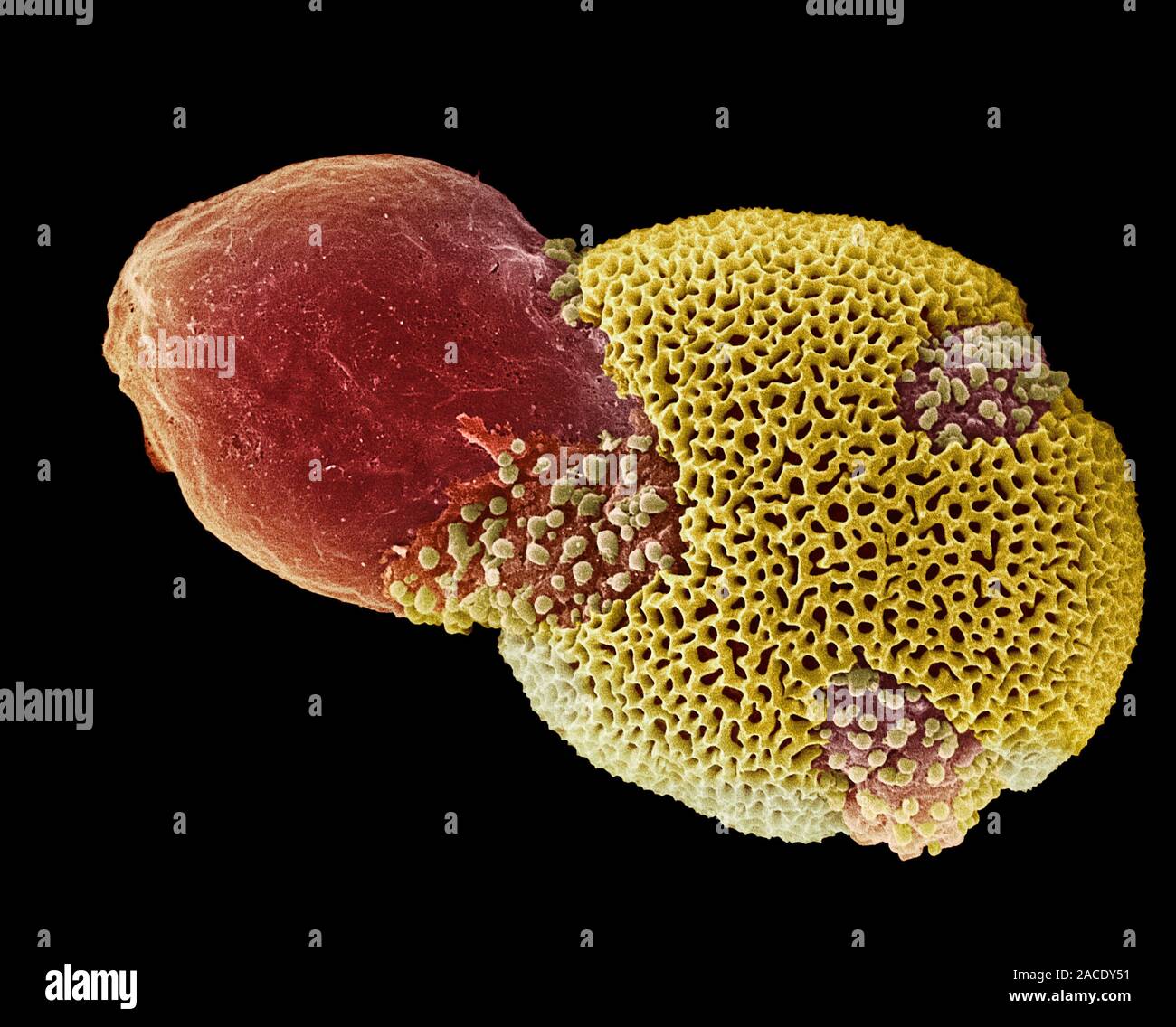Germinating plane tree pollen. Coloured scanning electron micrograph ...