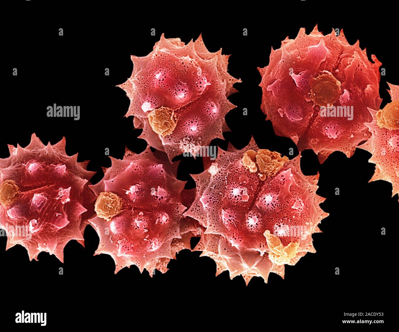 Daisy pollen grains. Coloured scanning electron micrograph (SEM) of ...