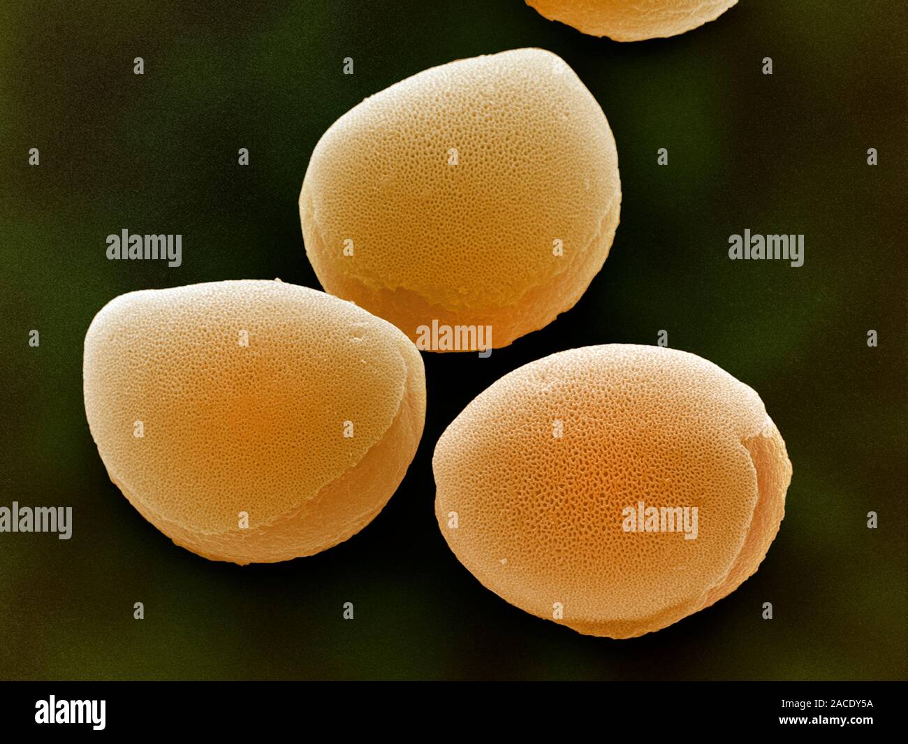 Daffodil pollen grains. Coloured scanning electron micrograph (SEM) of ...