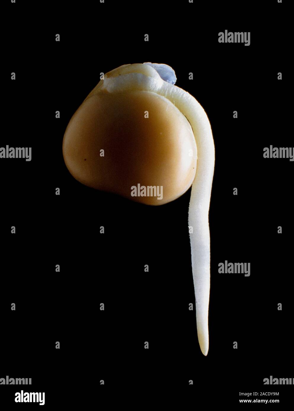 Germination. Macrophotograph of a germinating garden pea, Pisum sativum ...