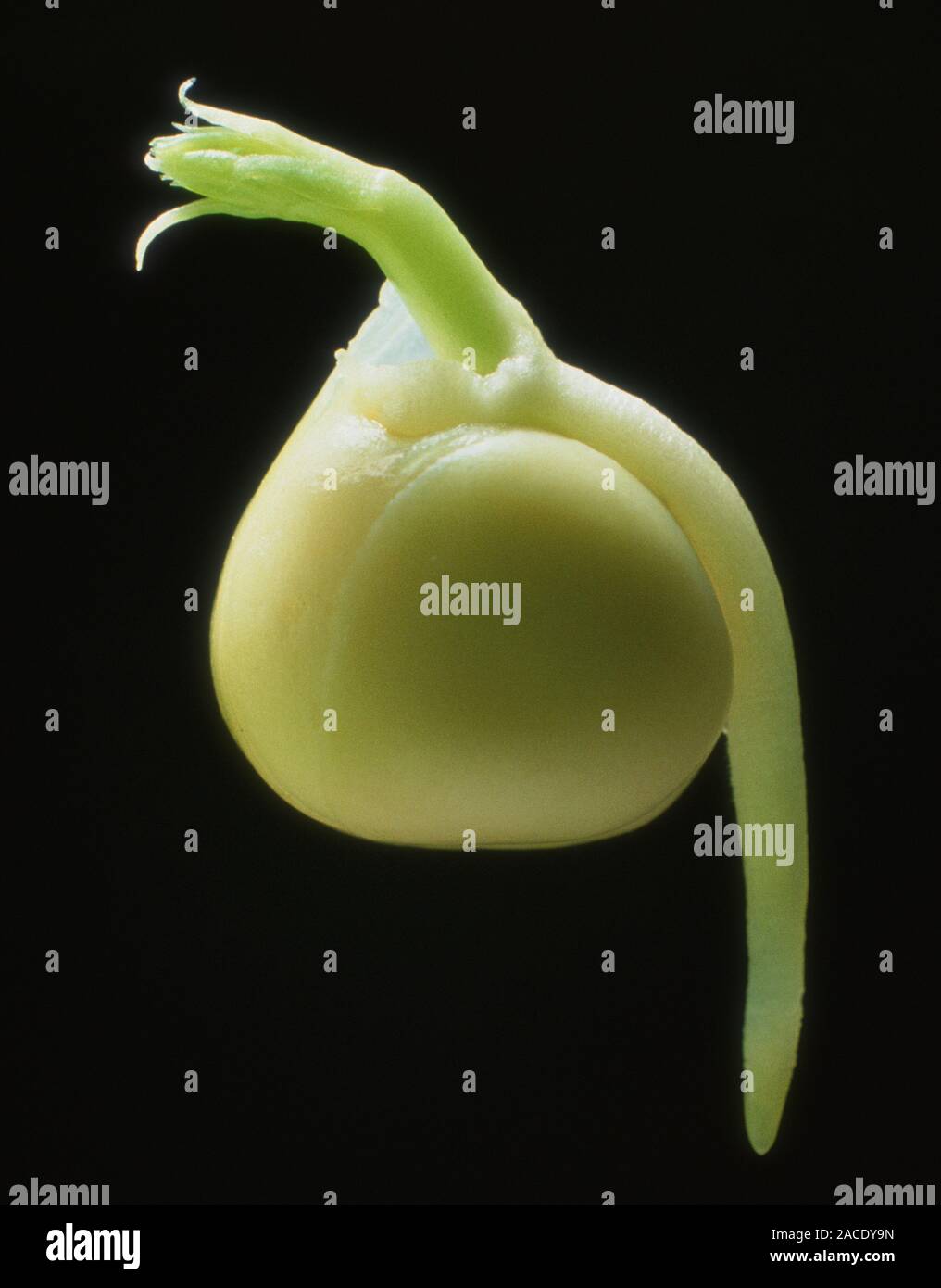 Germination. Macrophotograph of a germinating garden pea Pisum sativum ...