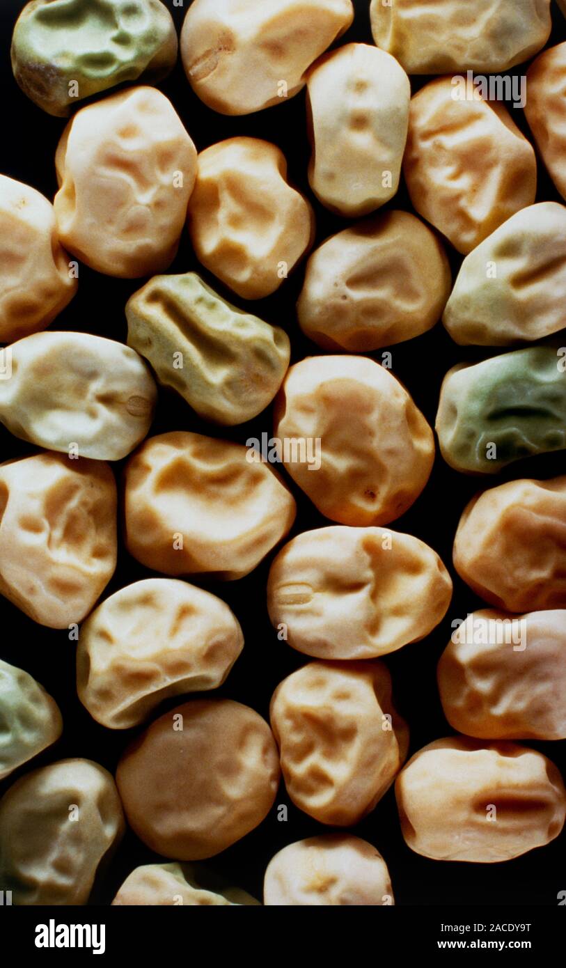 Dried seeds of the garden pea Pisum sativum, showing crinkled surfaces before water absorption ...