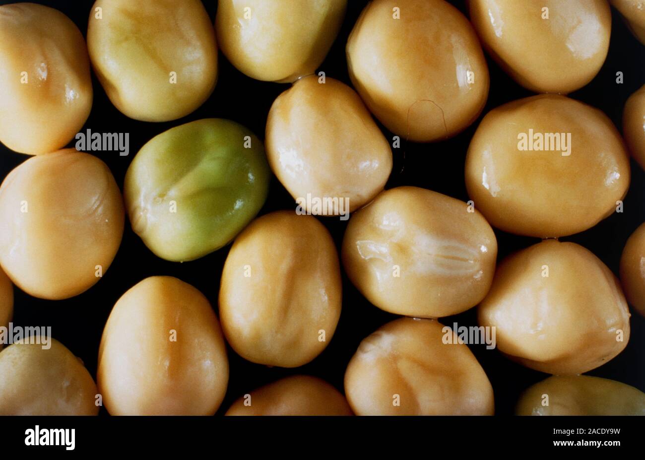Germination. Macrophotograph of the garden pea Pisum sativum, showing a ...