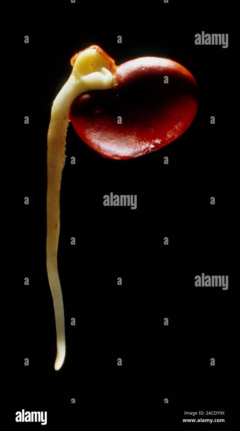 Germination. Macrophotograph of a broad bean Vicia faba, showing a well ...