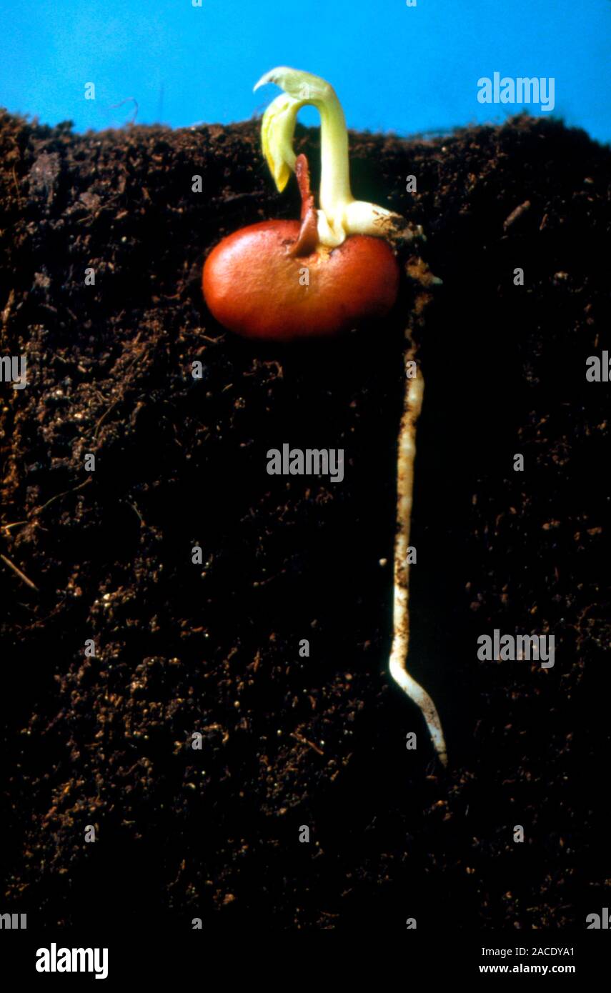 Germination of the broad bean seed Vicia faba, showing the degree of ...