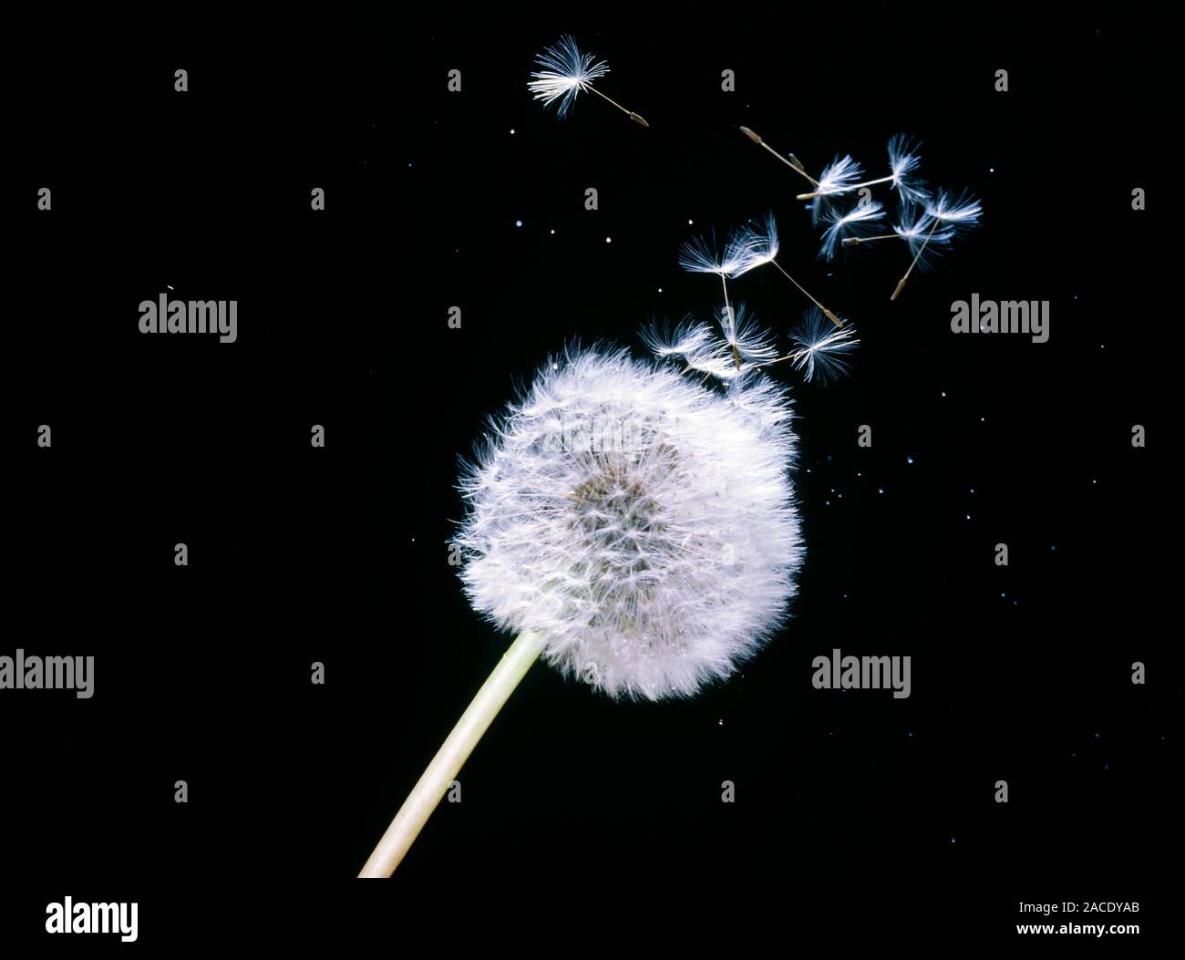 High speed photograph of dispersal by wind of the dandelion seeds ...