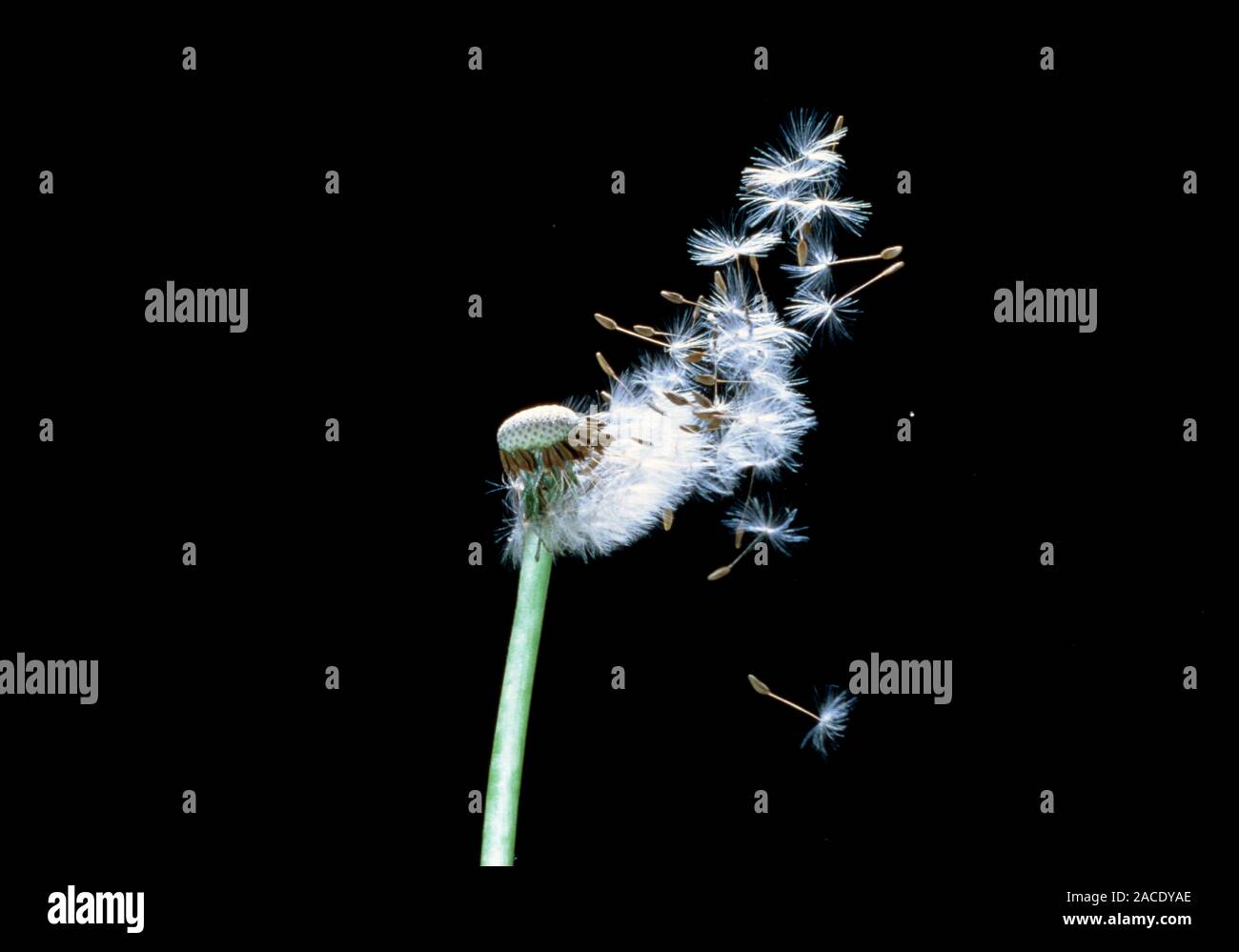 High speed photograph of dispersal by wind of the seeds of the ...