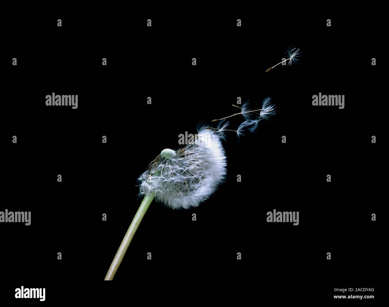 High speed photograph of dispersal by wind of the dandelion seeds ...