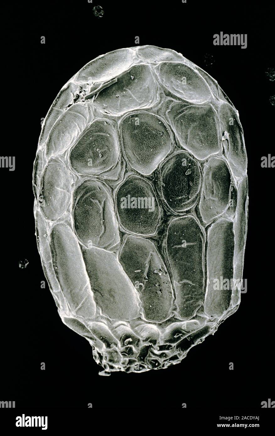 Scanning electron micrograph (SEM) of a seed of the greenhouse ...