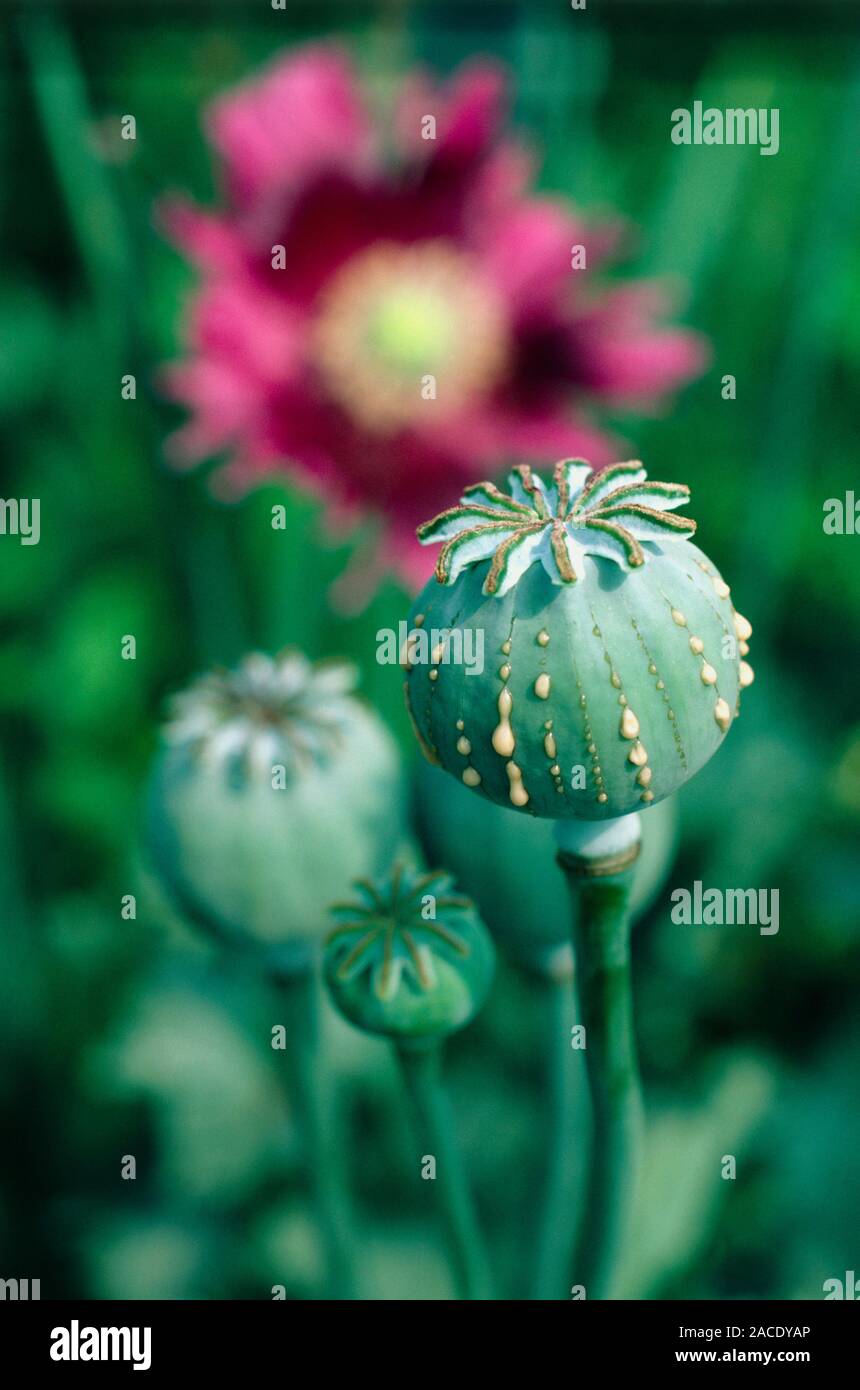 Opium poppy, Papaver somniferum, showing an unripe seed capsule with a ...